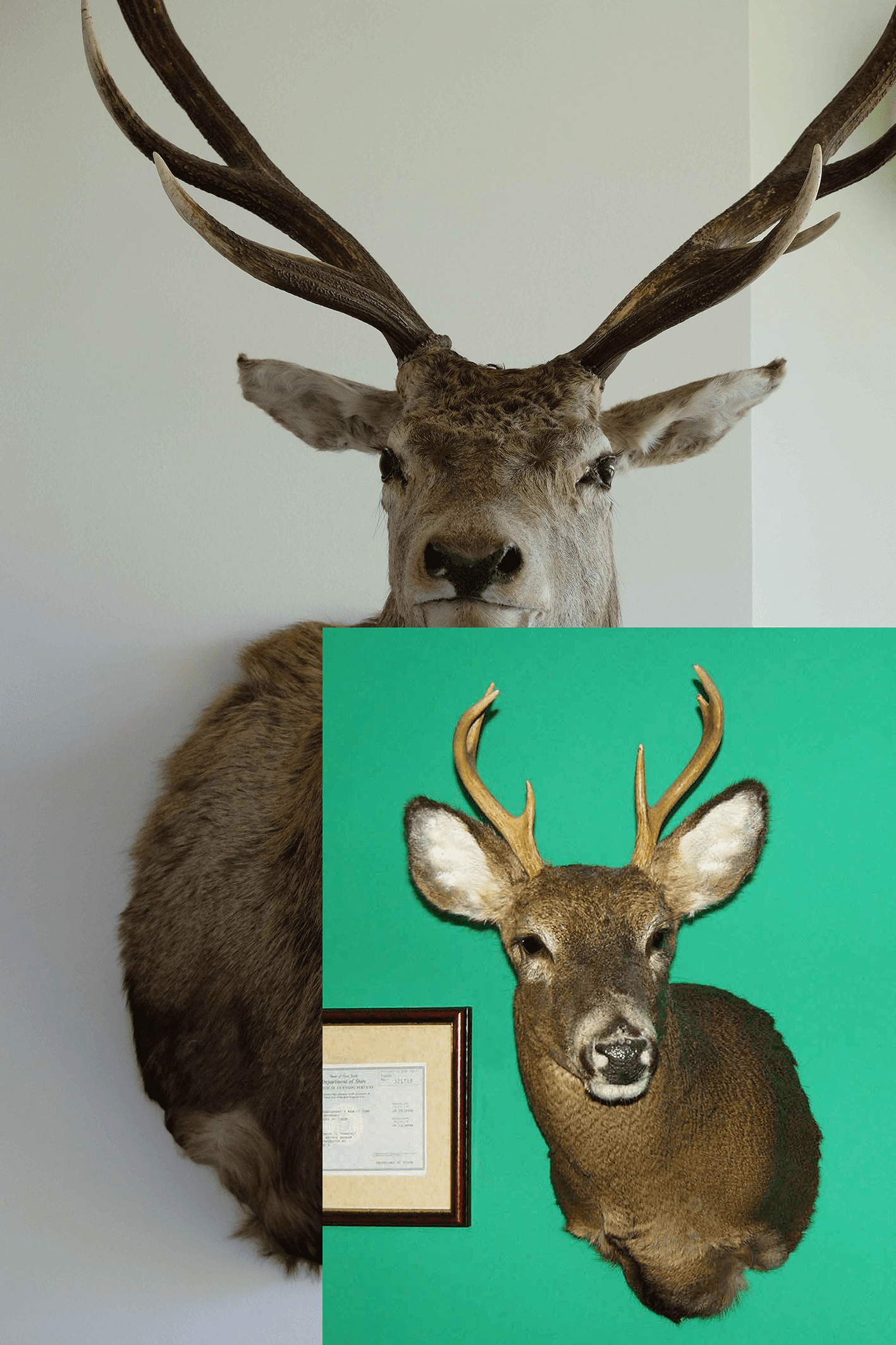 Caitlin Masley-Charlet in Conversation with Elisabeth Smolarz - Art ...